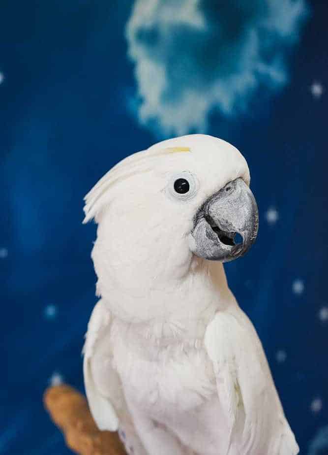 Dozer – Umbrella Cockatoo – The Gabriel Foundation