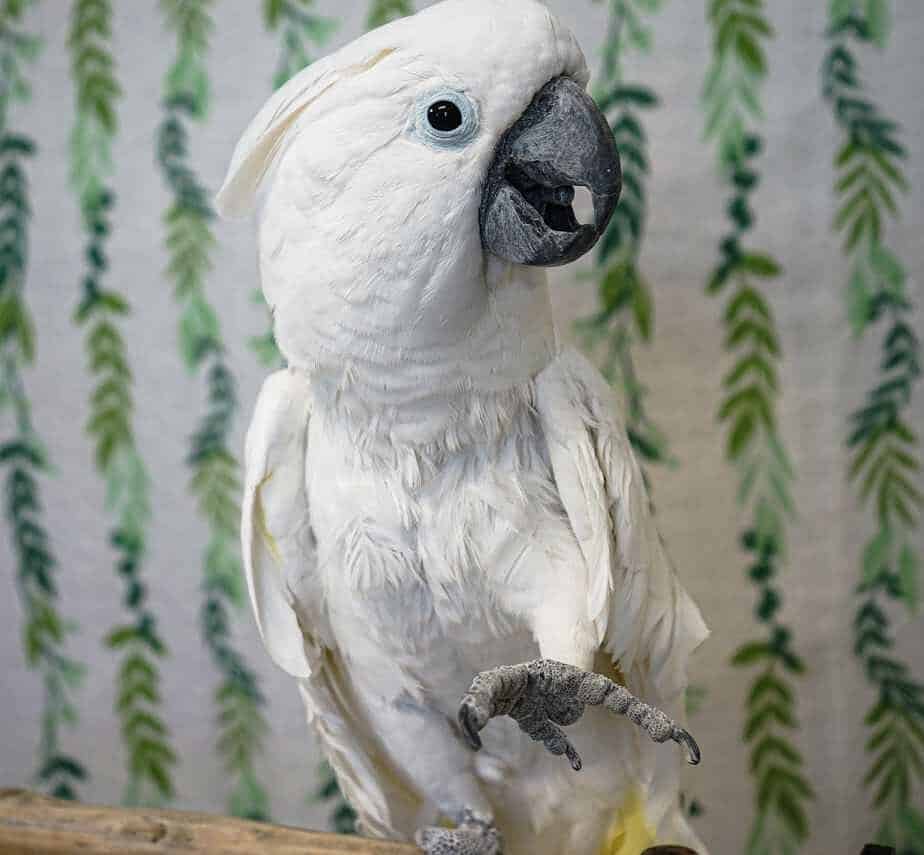 Dozer – Umbrella Cockatoo – The Gabriel Foundation
