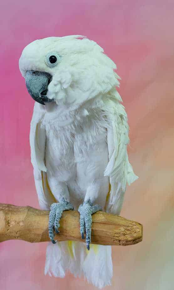Dozer – Umbrella Cockatoo – The Gabriel Foundation