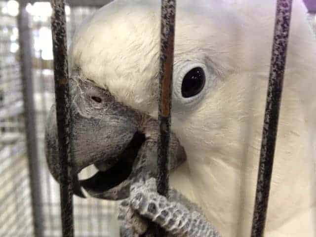 Dozer – Umbrella Cockatoo – The Gabriel Foundation