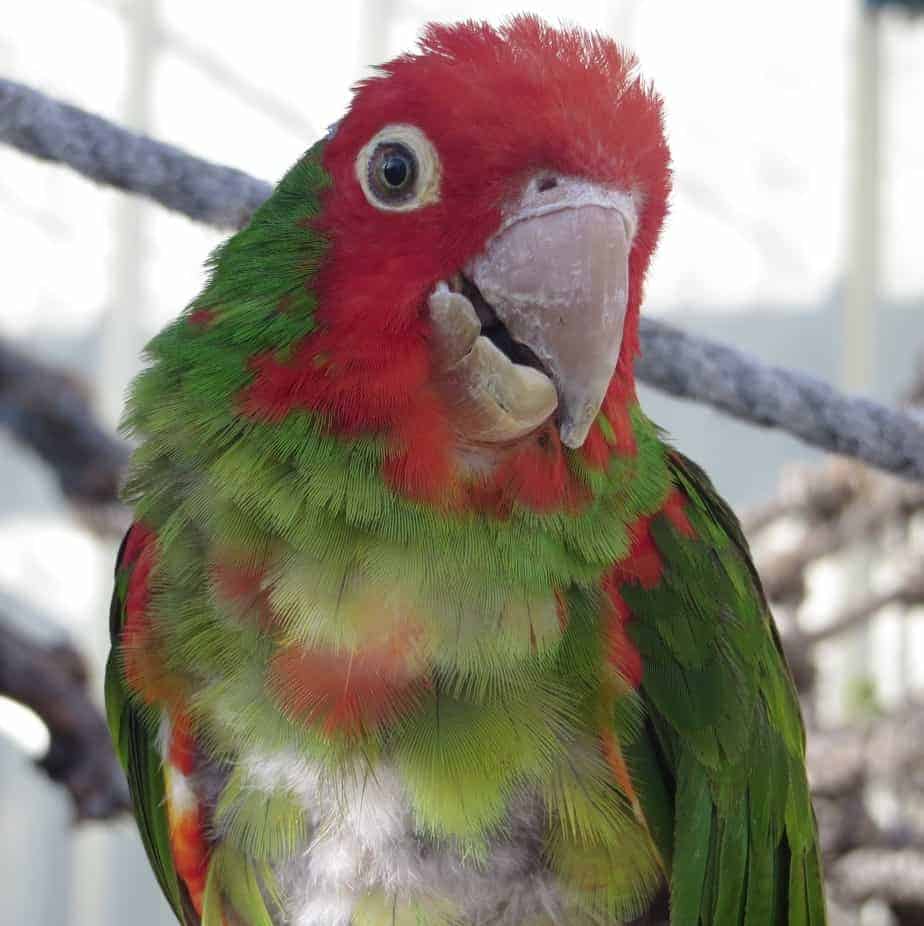 Adrian – Cherry-Headed Conure – The Gabriel Foundation