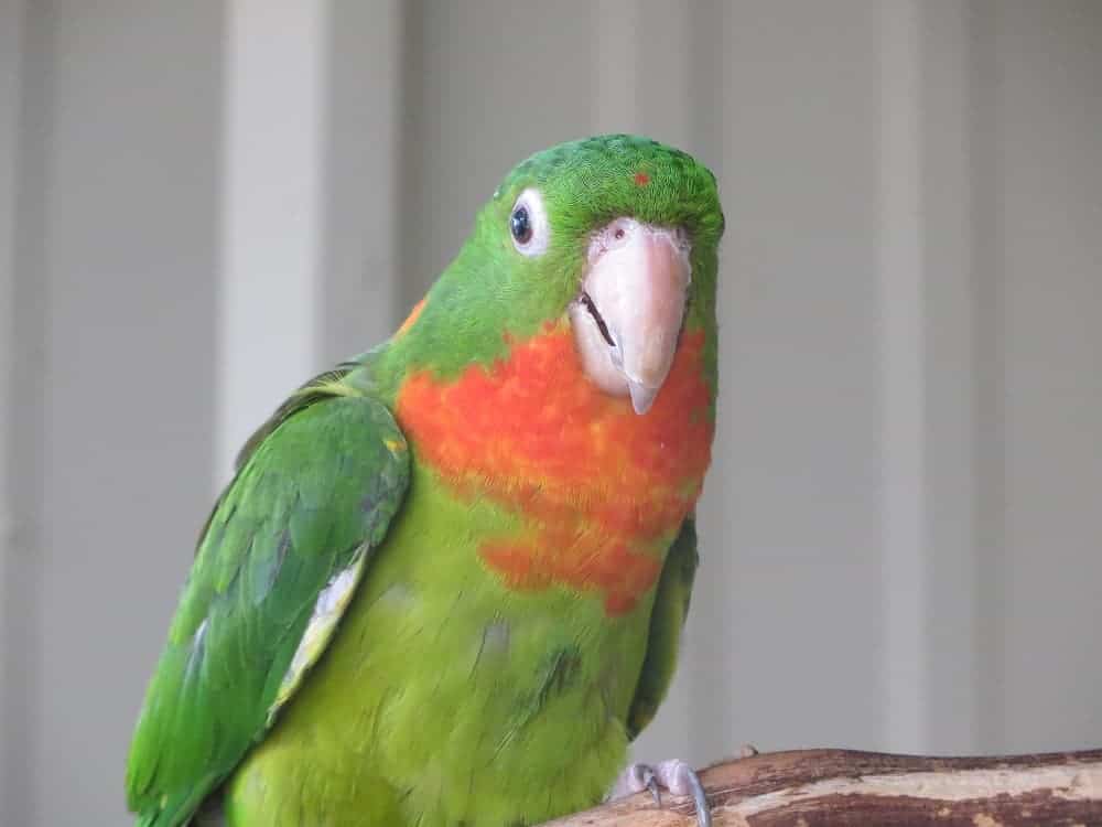 Gaspar – Red-Throated Conure – The Gabriel Foundation