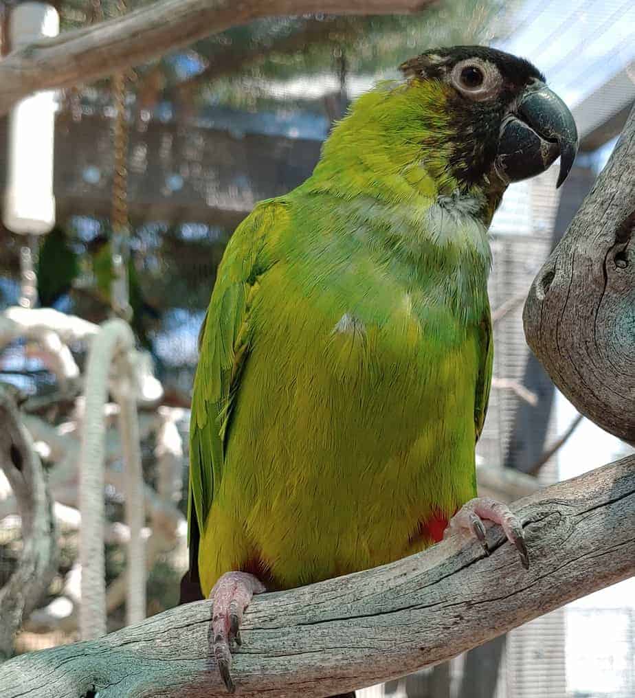 Dinger – Nanday Conure – The Gabriel Foundation