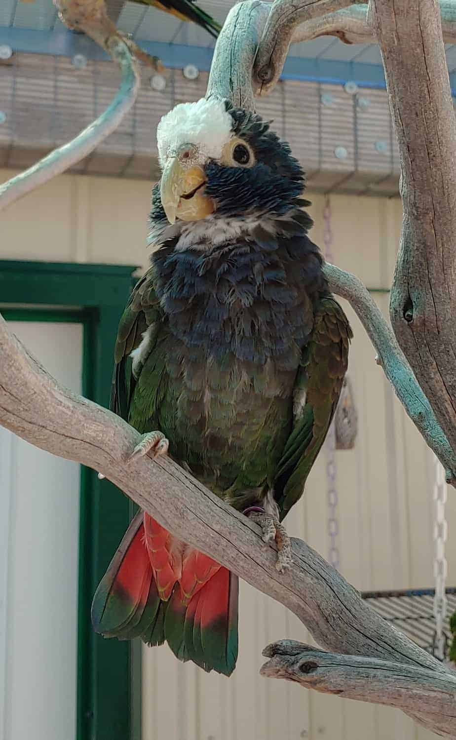 Fred – White Capped Pionus – The Gabriel Foundation