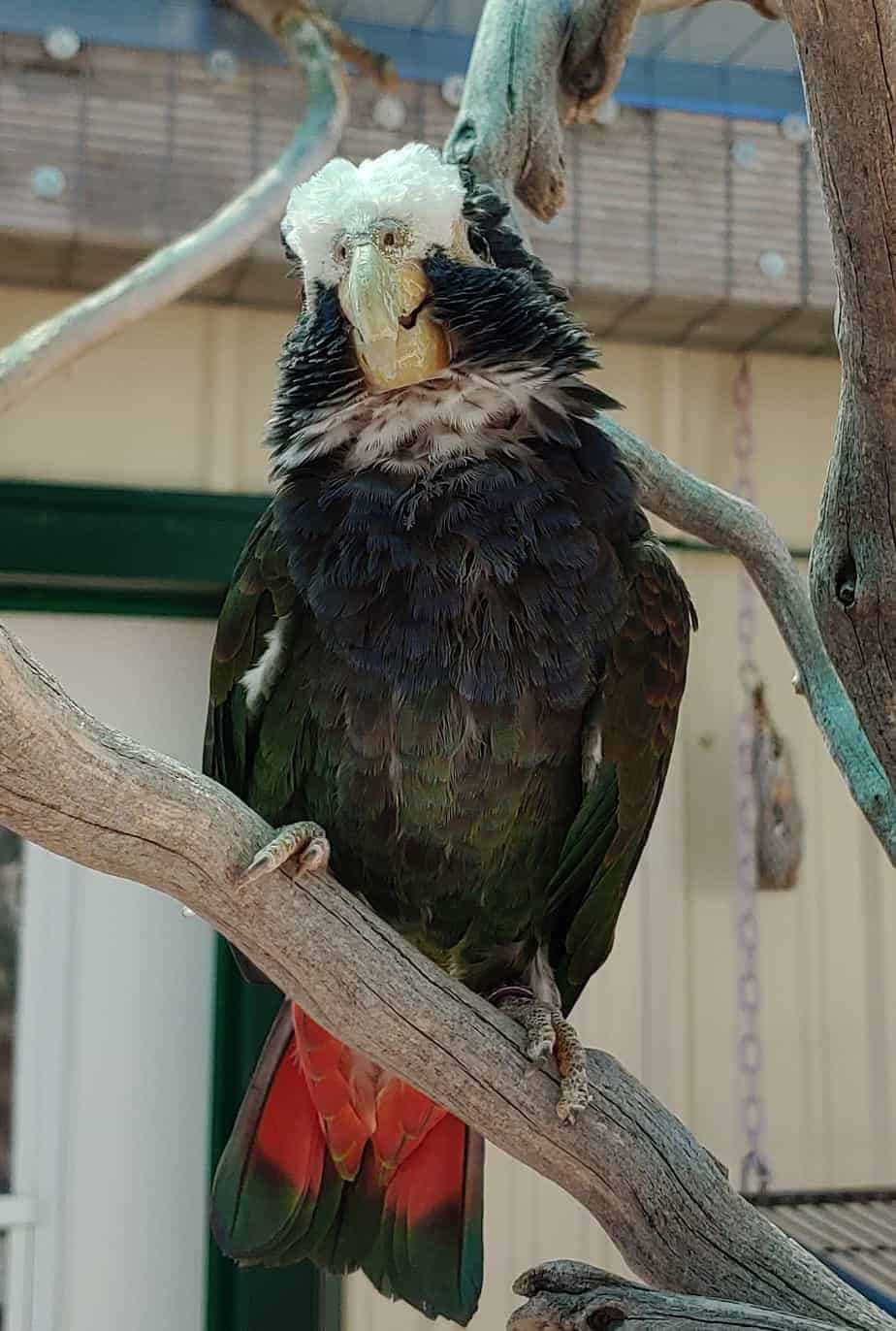 Fred – White Capped Pionus – The Gabriel Foundation