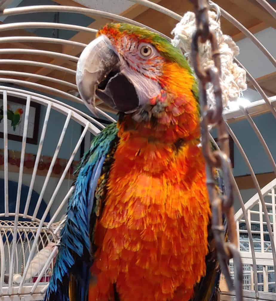 Rainy – Catalina Macaw – The Gabriel Foundation