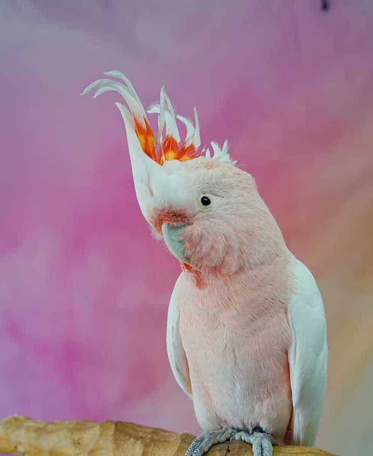 Quigley – Major Mitchell’s Cockatoo – The Gabriel Foundation