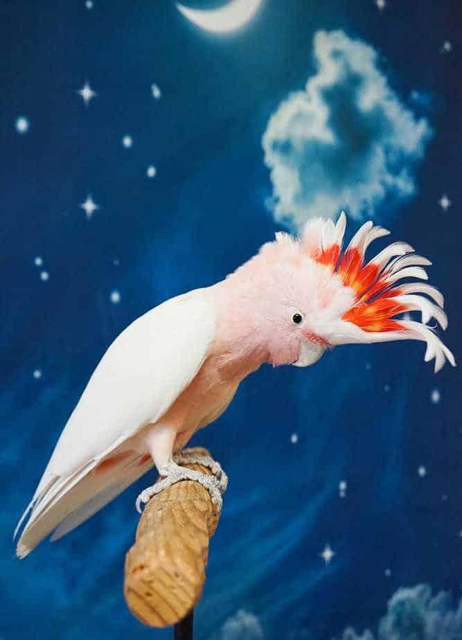 Quigley – Major Mitchell’s Cockatoo – The Gabriel Foundation
