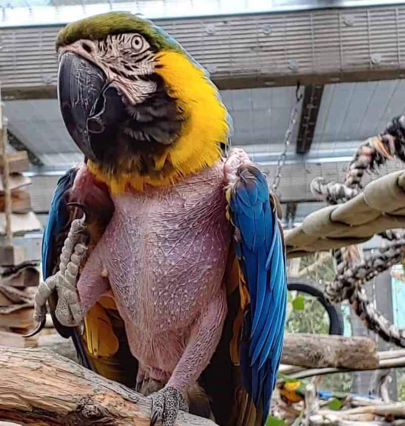 Roscoe – Blue & Gold Macaw – The Gabriel Foundation