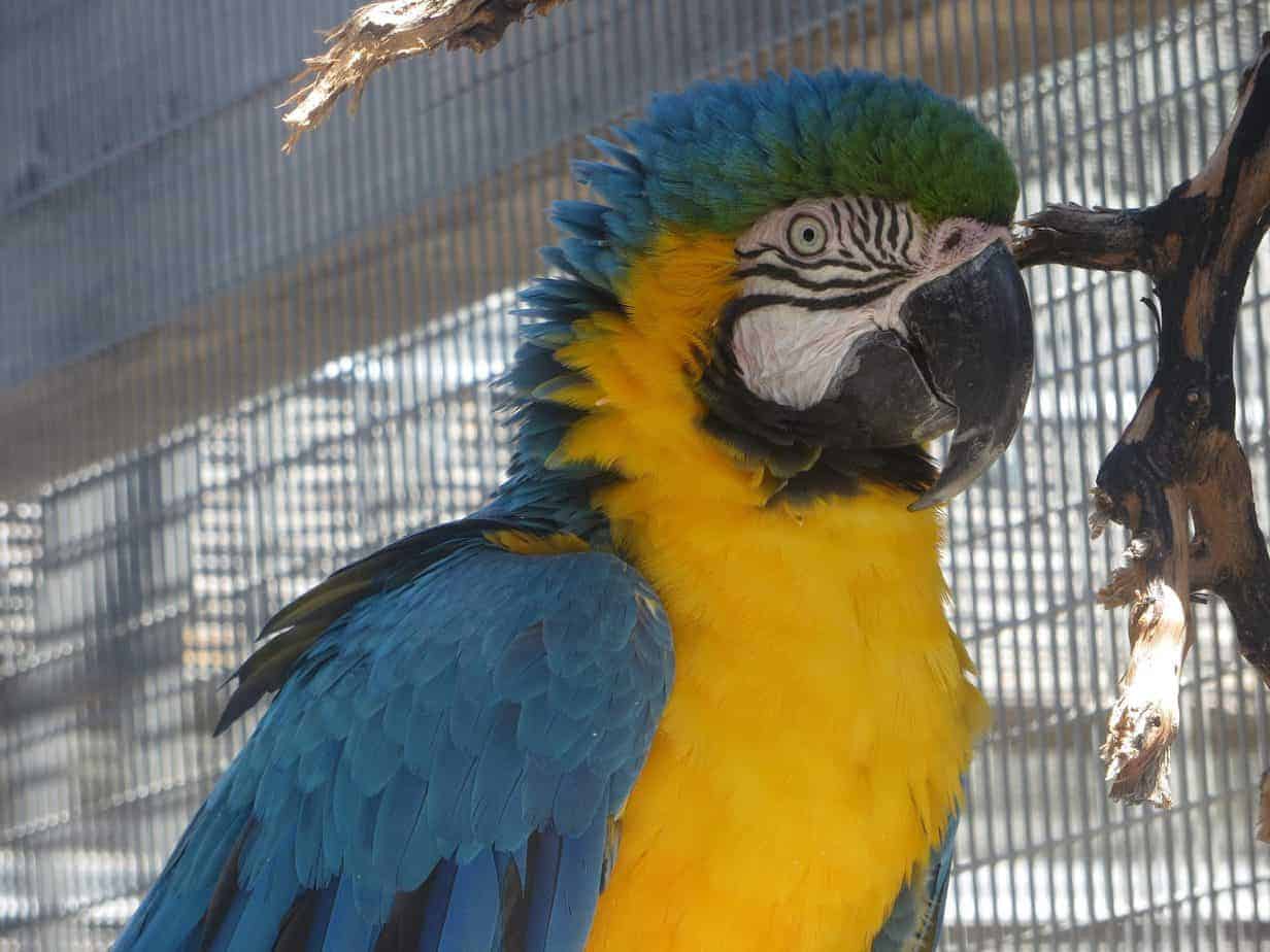 Polly – Blue & Gold Macaw – The Gabriel Foundation