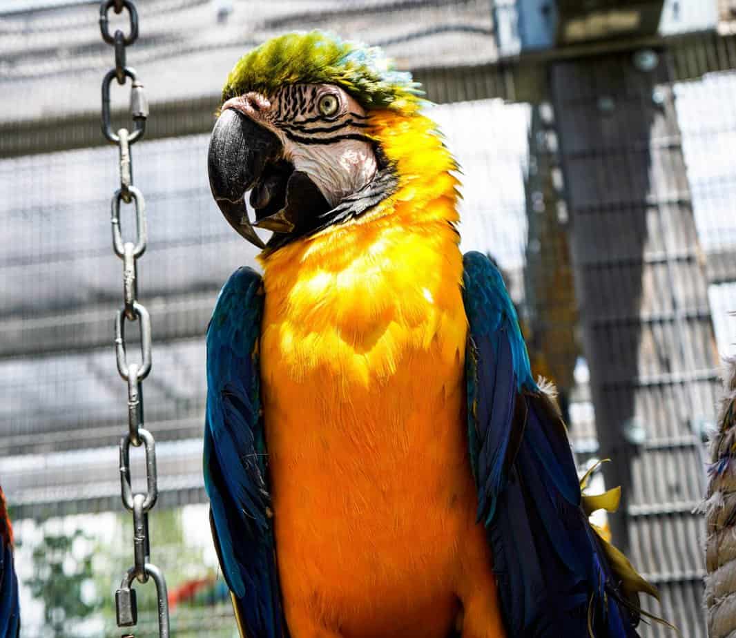 Polly – Blue & Gold Macaw – The Gabriel Foundation