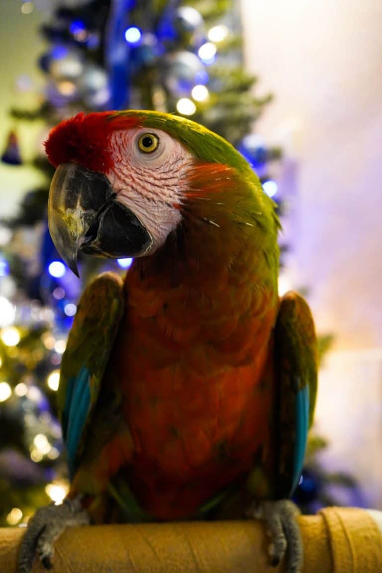 Cammie – Shamrock Macaw – The Gabriel Foundation
