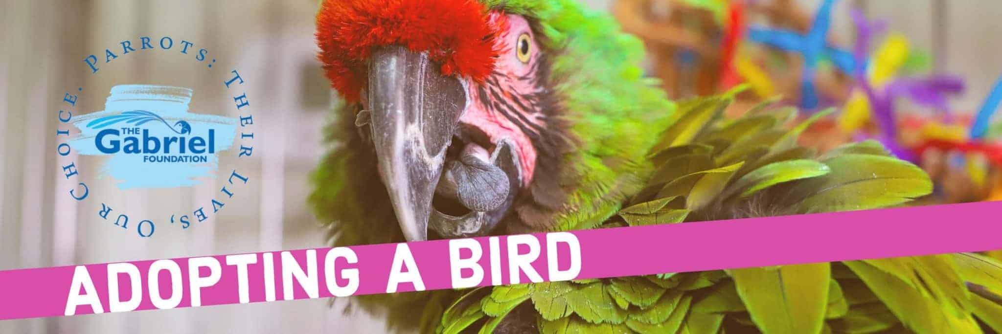Adopt A Bird! – The Gabriel Foundation