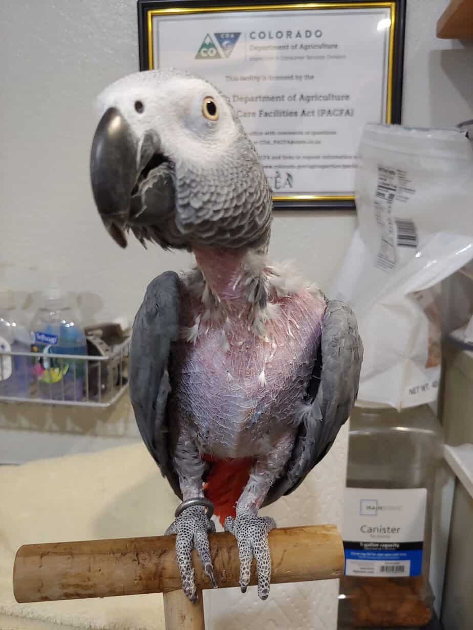 Birdie – Congo African Grey – The Gabriel Foundation