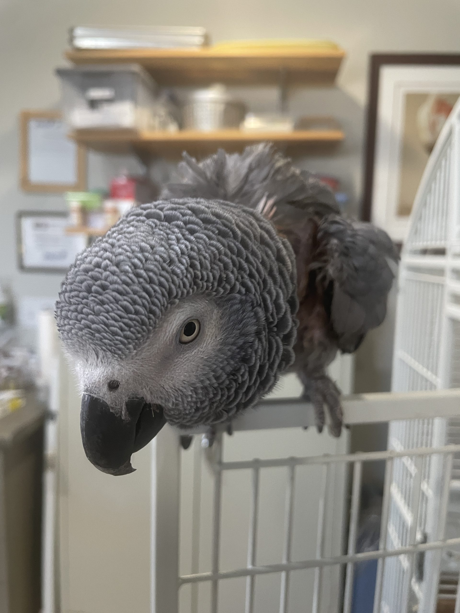 Jasmine – Congo African Grey – The Gabriel Foundation
