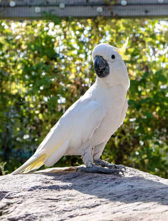 Sulfur Crested Cockatoo Behavior