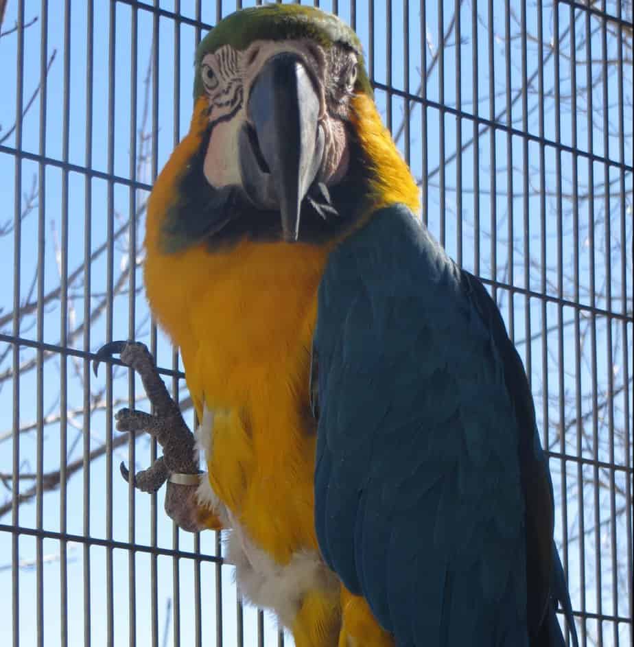 Paco – Blue and Gold Macaw – The Gabriel Foundation