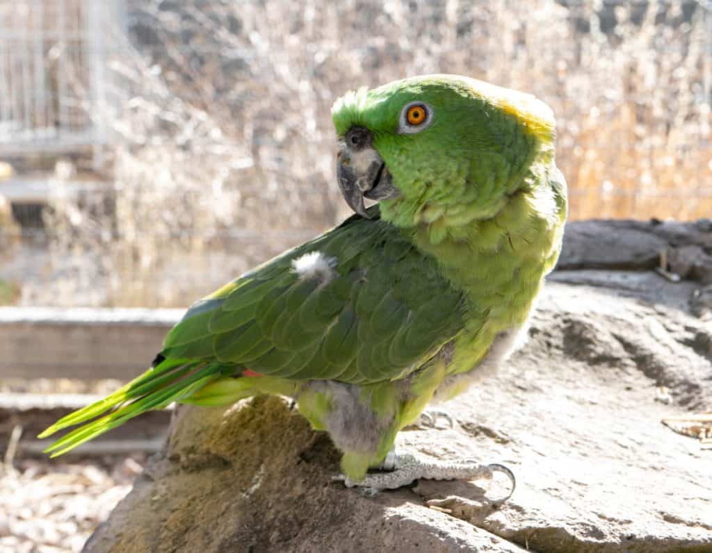 Jade – Yellow Naped Amazon – The Gabriel Foundation