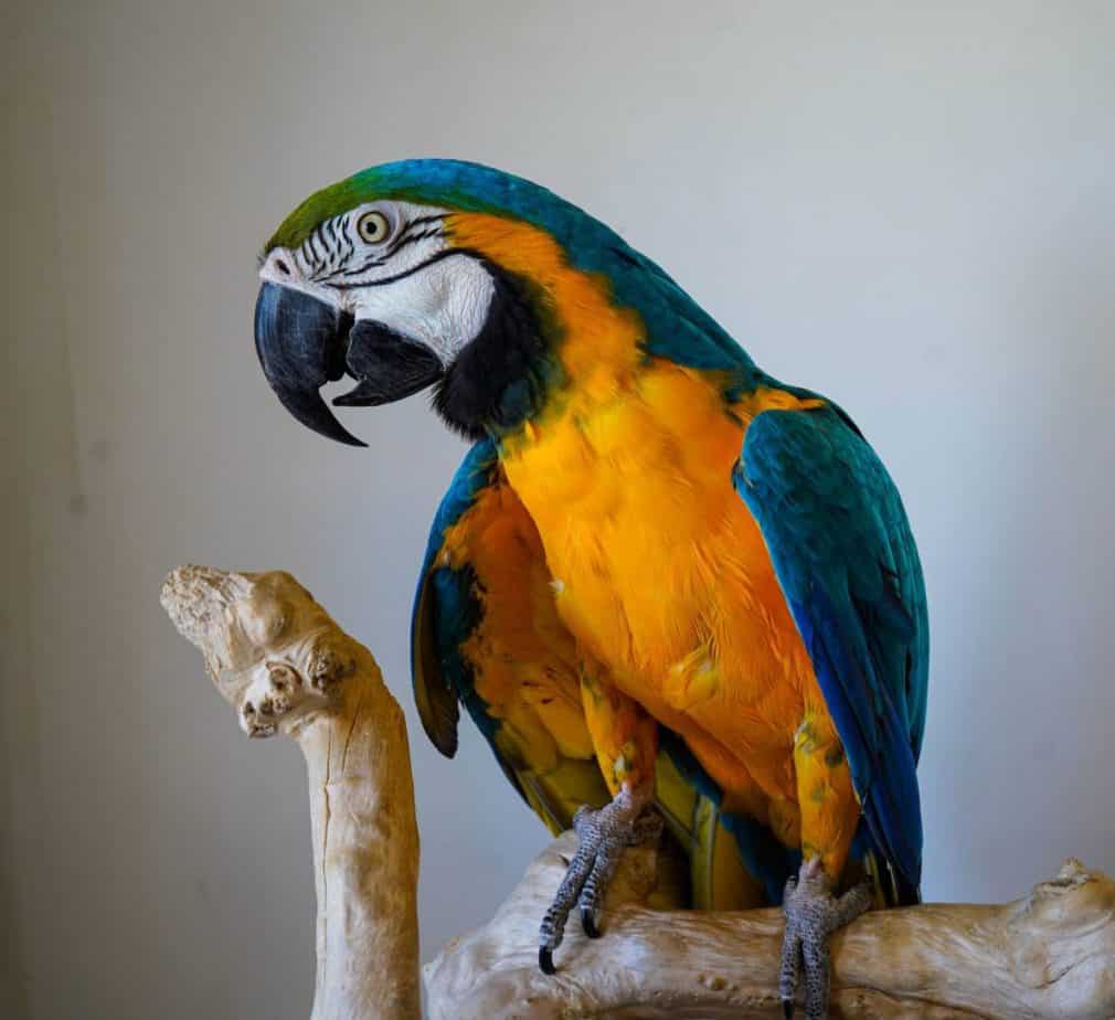 Kyaro – Blue and Gold Macaw – The Gabriel Foundation