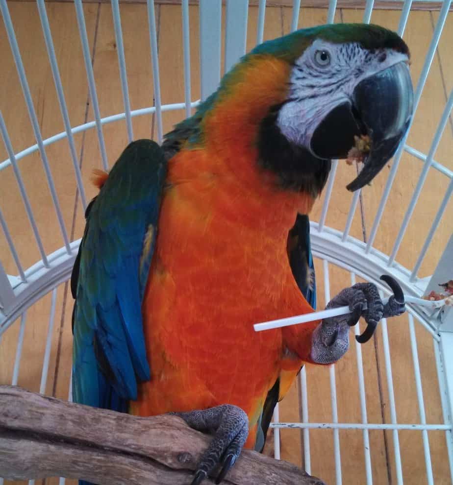 Rio – Catalina Macaw – The Gabriel Foundation