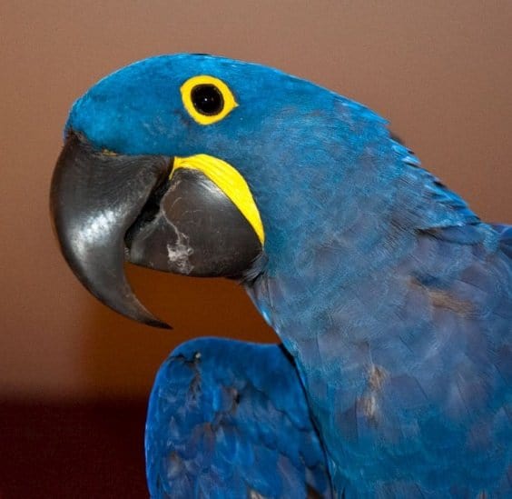 Singita – Hyacinth Macaw – The Gabriel Foundation