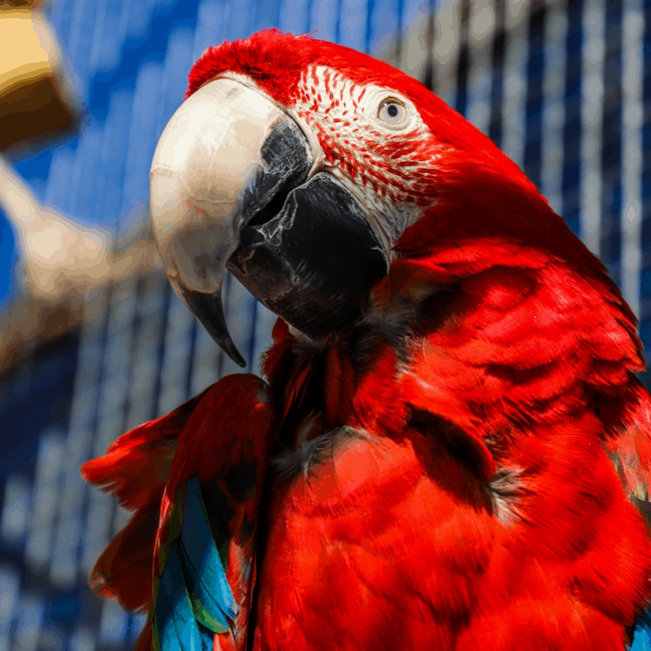 Chopper – Greenwing Macaw – The Gabriel Foundation