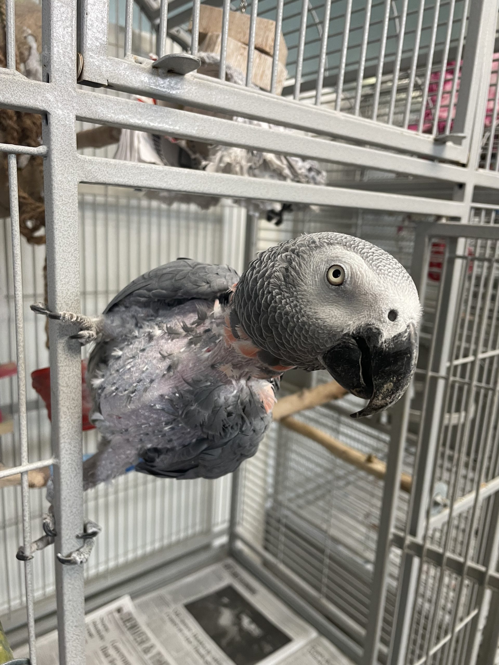 Oliver – Congo African Grey – The Gabriel Foundation