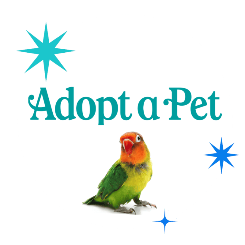 Adopt A Bird! – The Gabriel Foundation